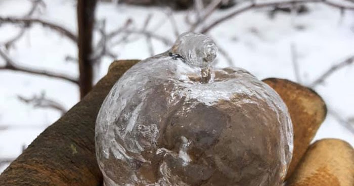 BOREDPANDA PHOTOS AND VIDEOS: Farmer Surprised To Find ‘Ghost Apples ...