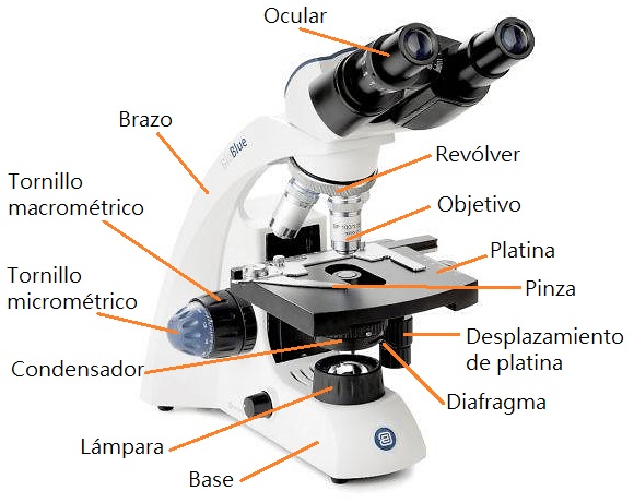 EL MICROSCOPIO