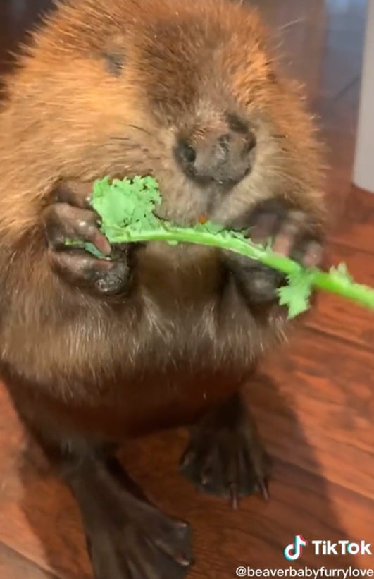 Castor bebé construye presas con artículos domésticos - Mundo Feliz