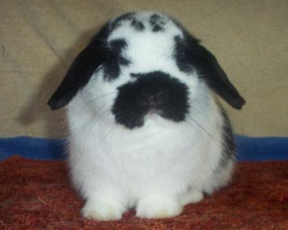 ! RABBIT IN THE WEB !: Rabbit Coat Color