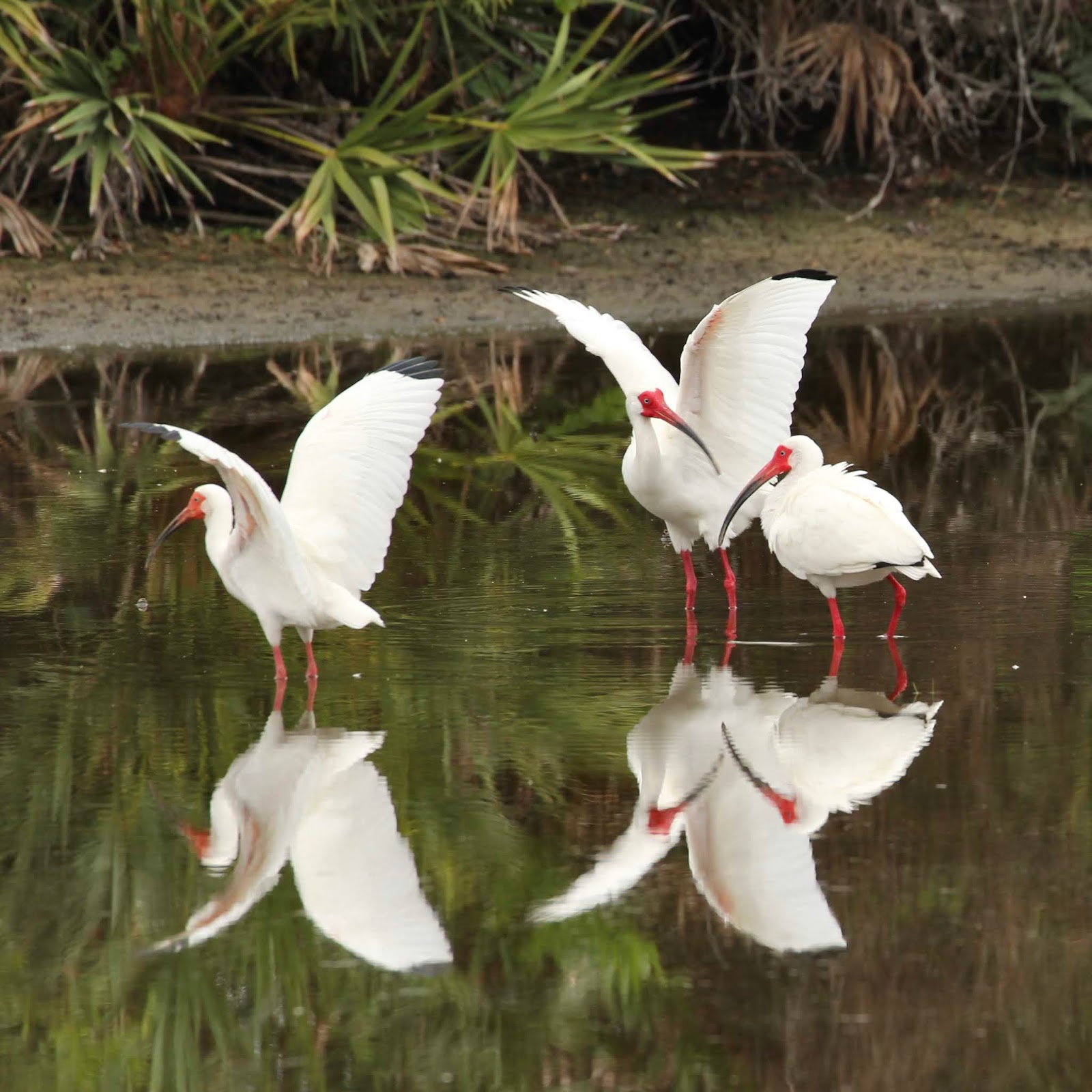 Southwest Daily Images: Ibises