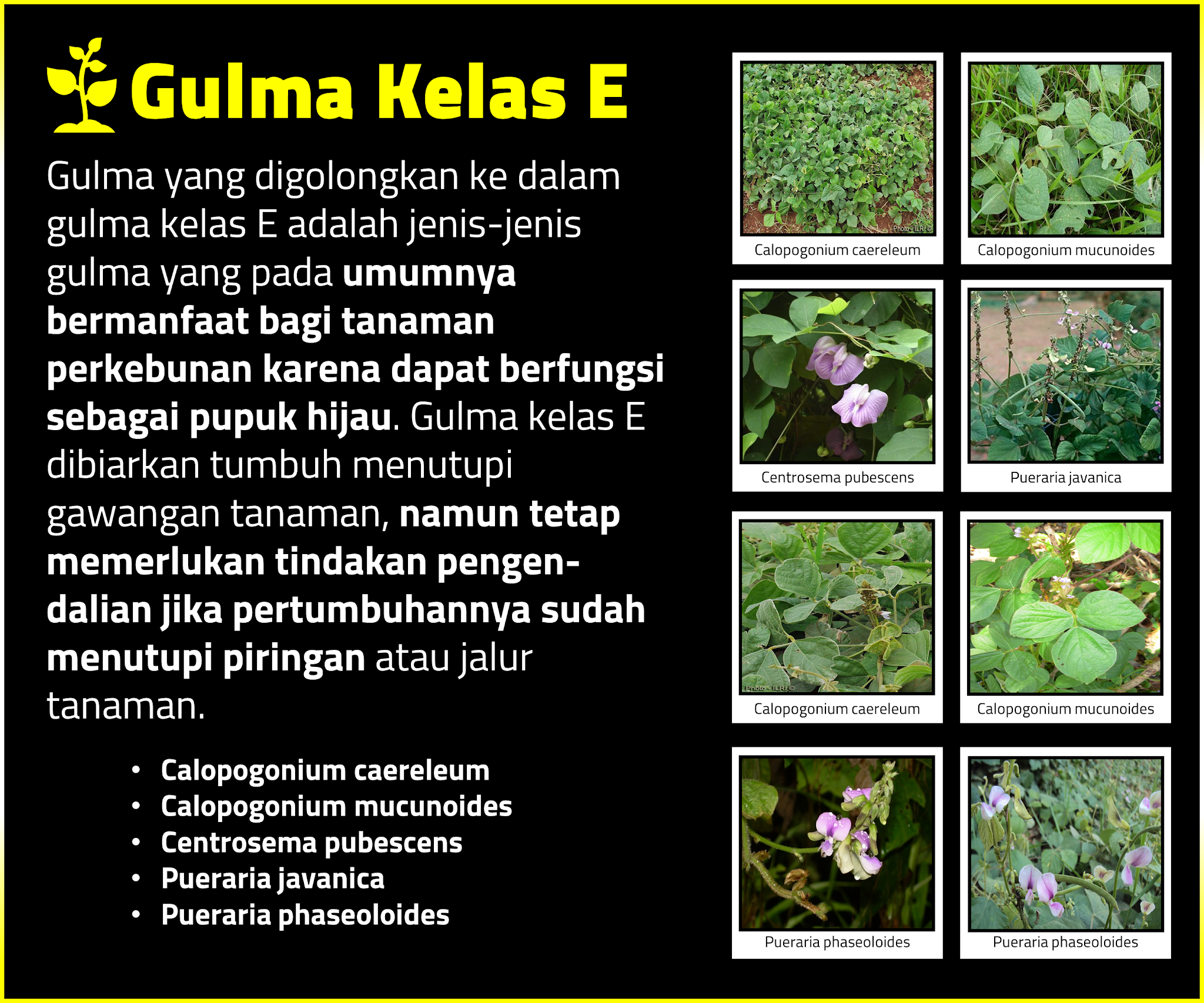 Klasifikasi Gulma dilihat dari tingkat merugikannya