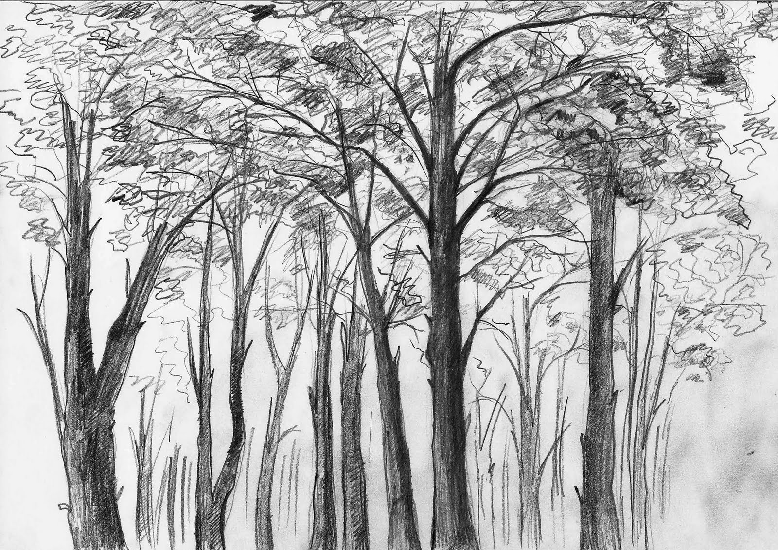 dobby's drawing blog: pohon-pohon