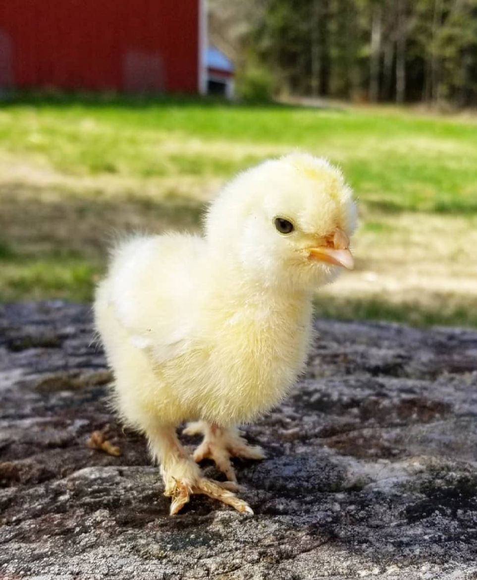 Expert Tips for Basic Baby Chick Care - Fresh Eggs Daily® with Lisa Steele