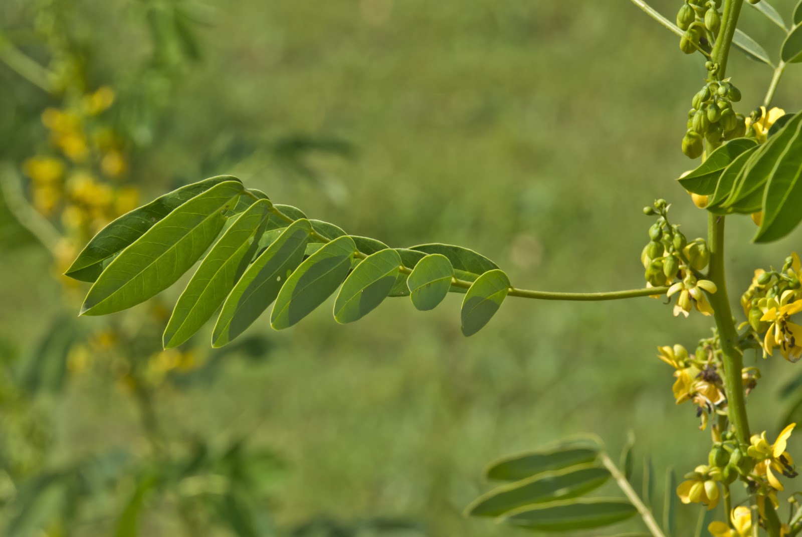 The Goodness of Raspberry Leaf Tea – Doris Green