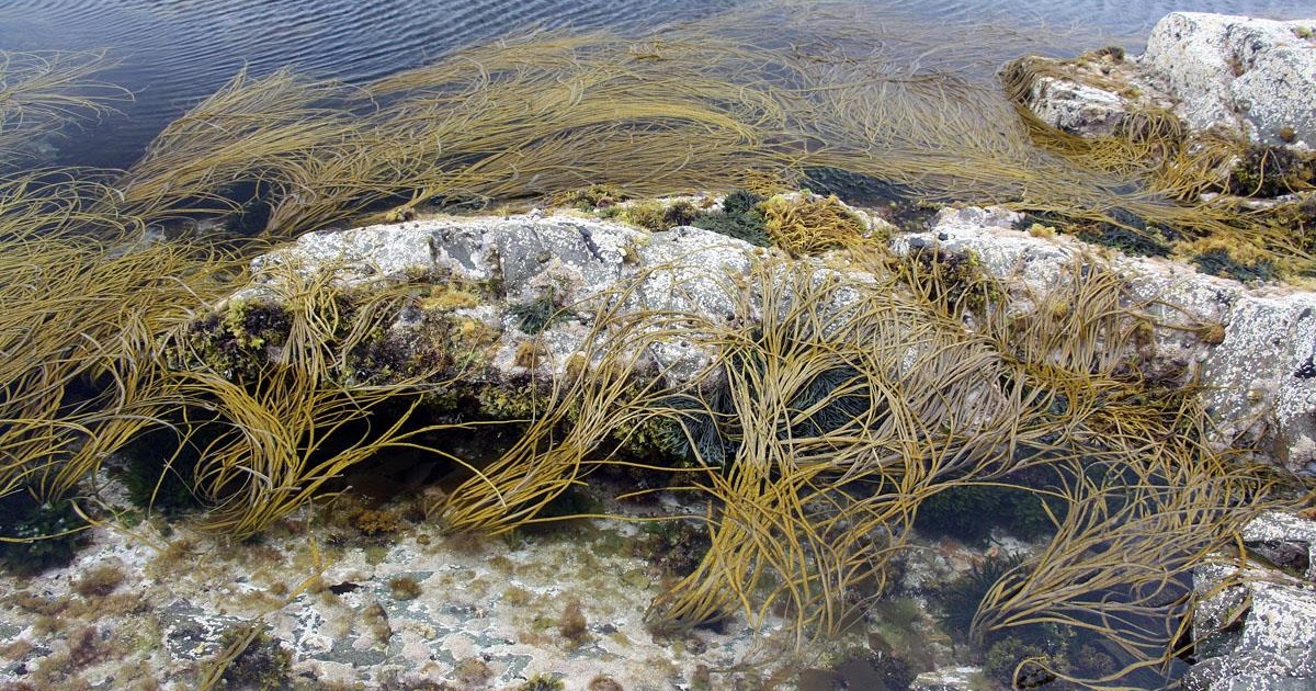 Sauvagement-Bon: Des algues dans tous leurs états