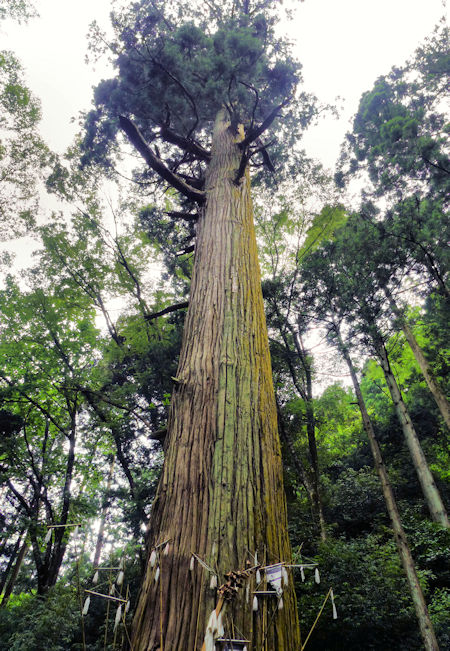 More glimpses of unfamiliar Japan: When a Tree is a Shrine. Oyama ...