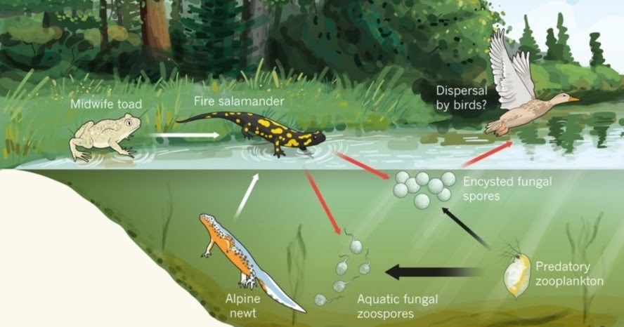 The EEB & Flow: Amphibian Chytrid Crisis: A Deep Dive into a Deadly Disease