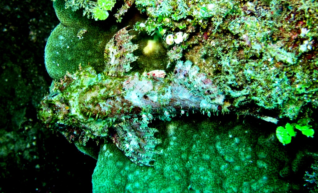 Philippines Phil: 'Yes, I SEE you Mr Rockfish!'