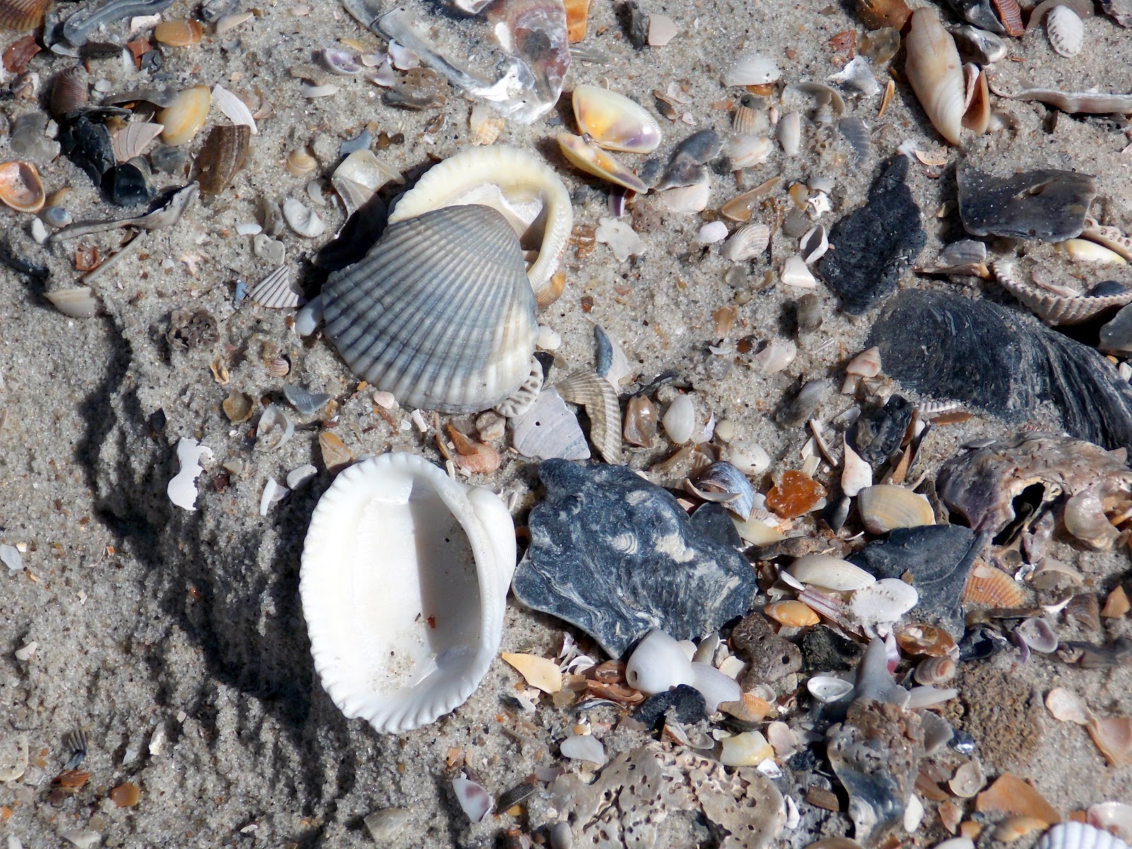 A Fervent Heart: A Haven Found in Holden Beach
