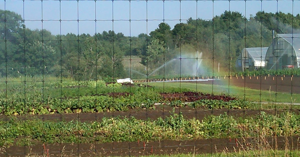 Growing Ideas with Johnny's Selected Seeds: Photos: Early July at ...