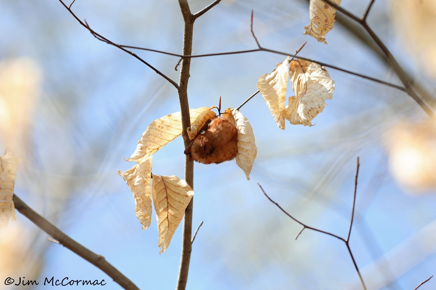 Ohio Birds and Biodiversity: Eastern Red Bat
