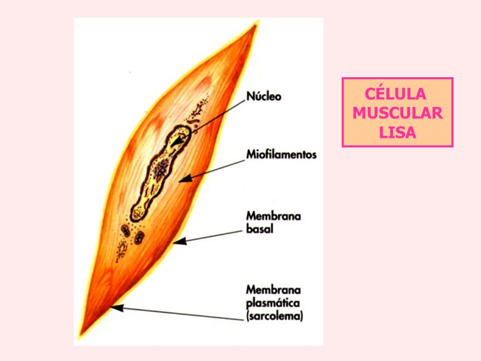 AULA DIVERTIDA DE CIENCIAS NATURALES-SOCIALES-TECNOLOGIA Y LECTO ...