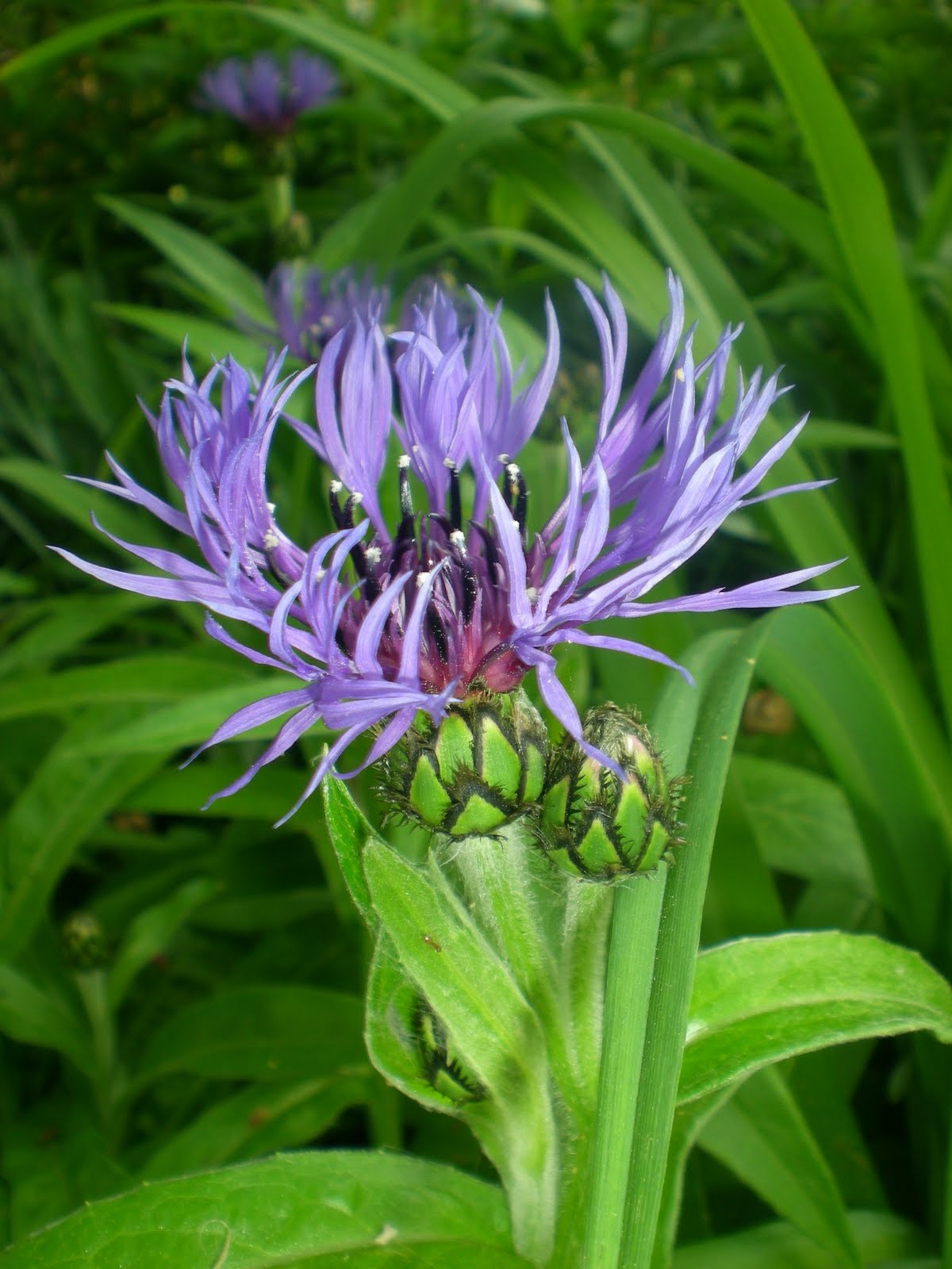 Jarvis House: Spring Update and Pots with Propagated Shrubs from the ...
