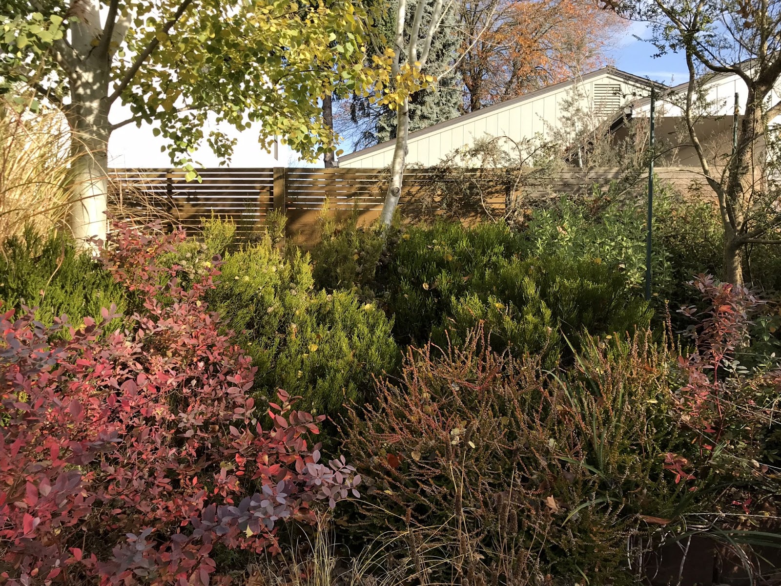 danger garden: A shrubby layered look...