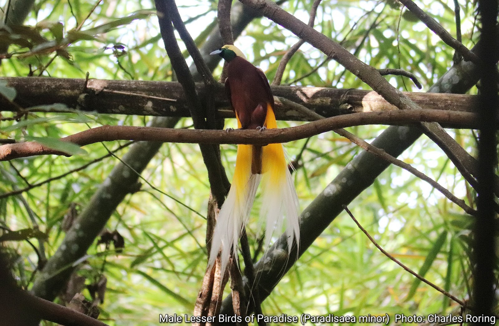 Birding and Wildlife Watching: Watching Lesser Birds of Paradise in ...