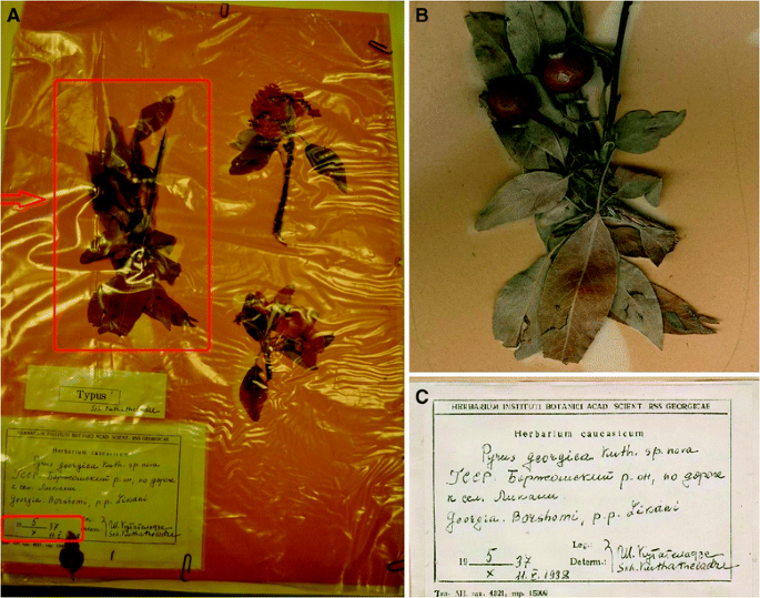 Всё о бегониях и не только...: Груша грузинская (Pyrus georgica, =Pyrus ...