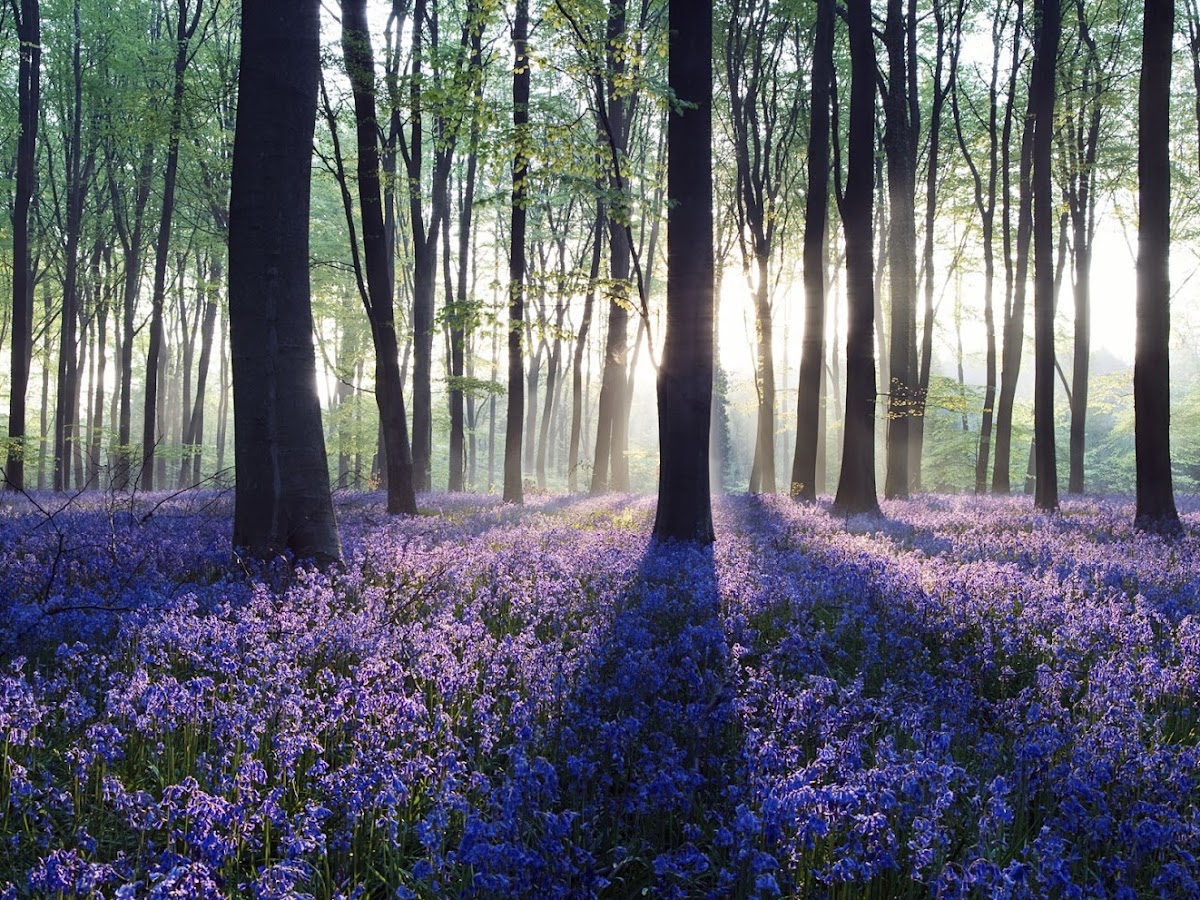 Melihat Keindahan Bunga Lonceng Surgawi :Bluebells - Flowers