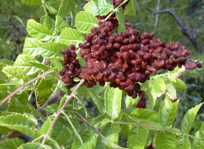 Cooking for Health: Swede and sumac soup