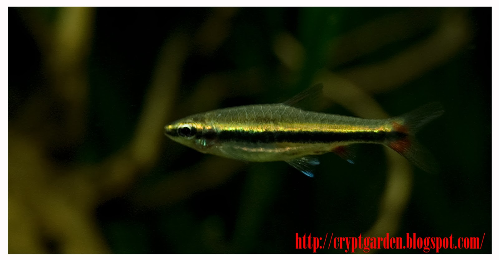 Fish Fingers: Golden Pencilfish: