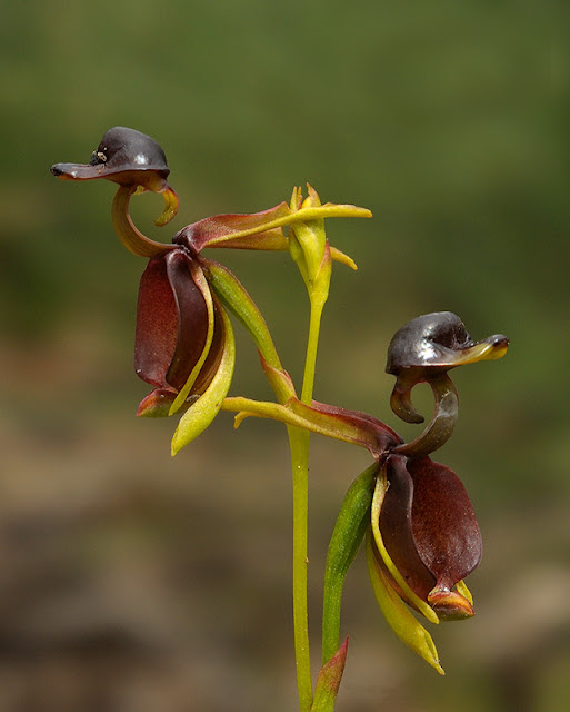 Amazing Flying Duck Orchid (Caleana major) : Beautiful & Awesome Flower ...