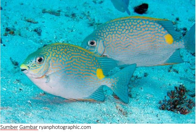 Jenis Ikan Laut Lengkap Beserta Gambar - Fishing Community