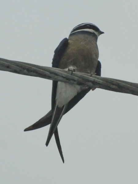 A Wandering Naturalist: Sarawak: Giant Worms and Perching Swifts