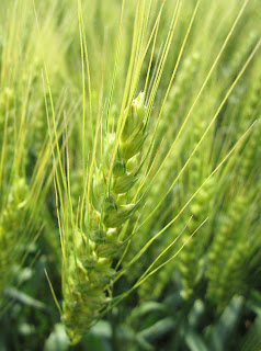 Grain Crops Update: 2012 Wheat Contest Winners and Production Practices