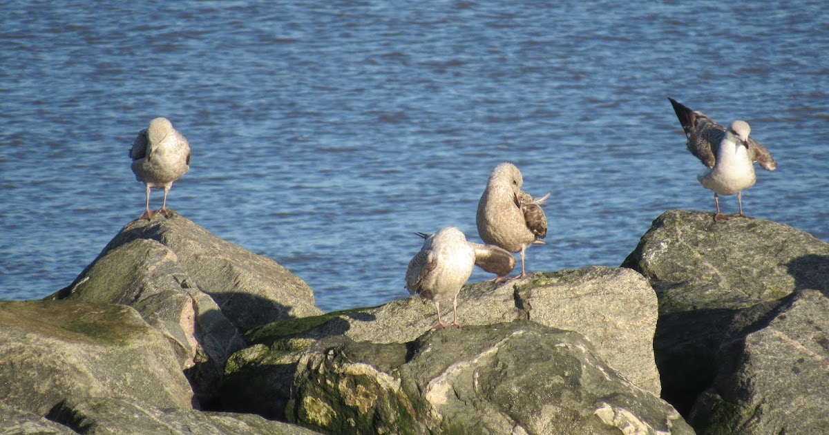 Grimsby News: ARE THESE THE MOST HATED BIRDS IN BRITAIN?