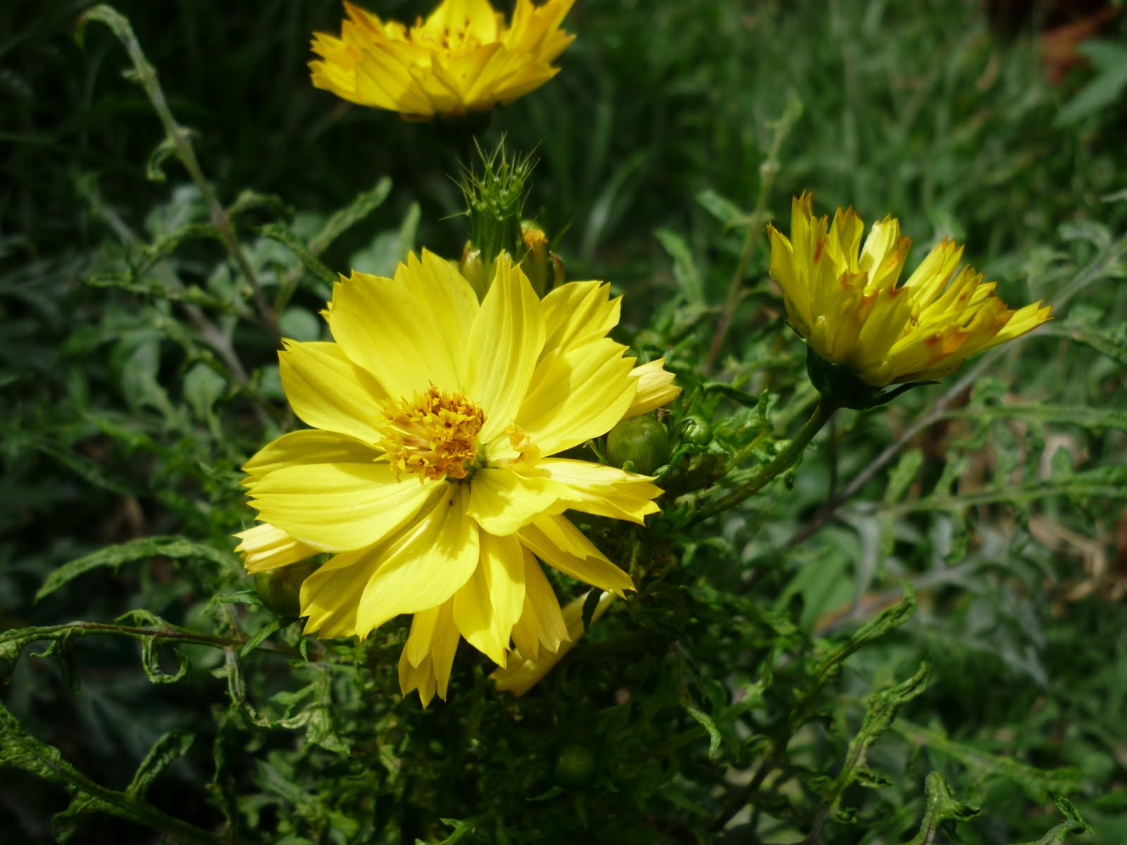 Familia Asteraceae: Asteraceae