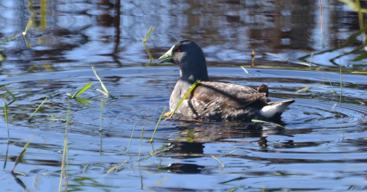 Aves de La Floresta: Polla pintada