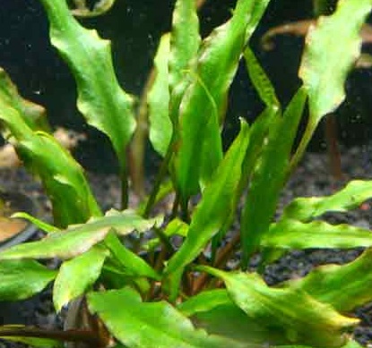 Jenis Cryptocoryne
