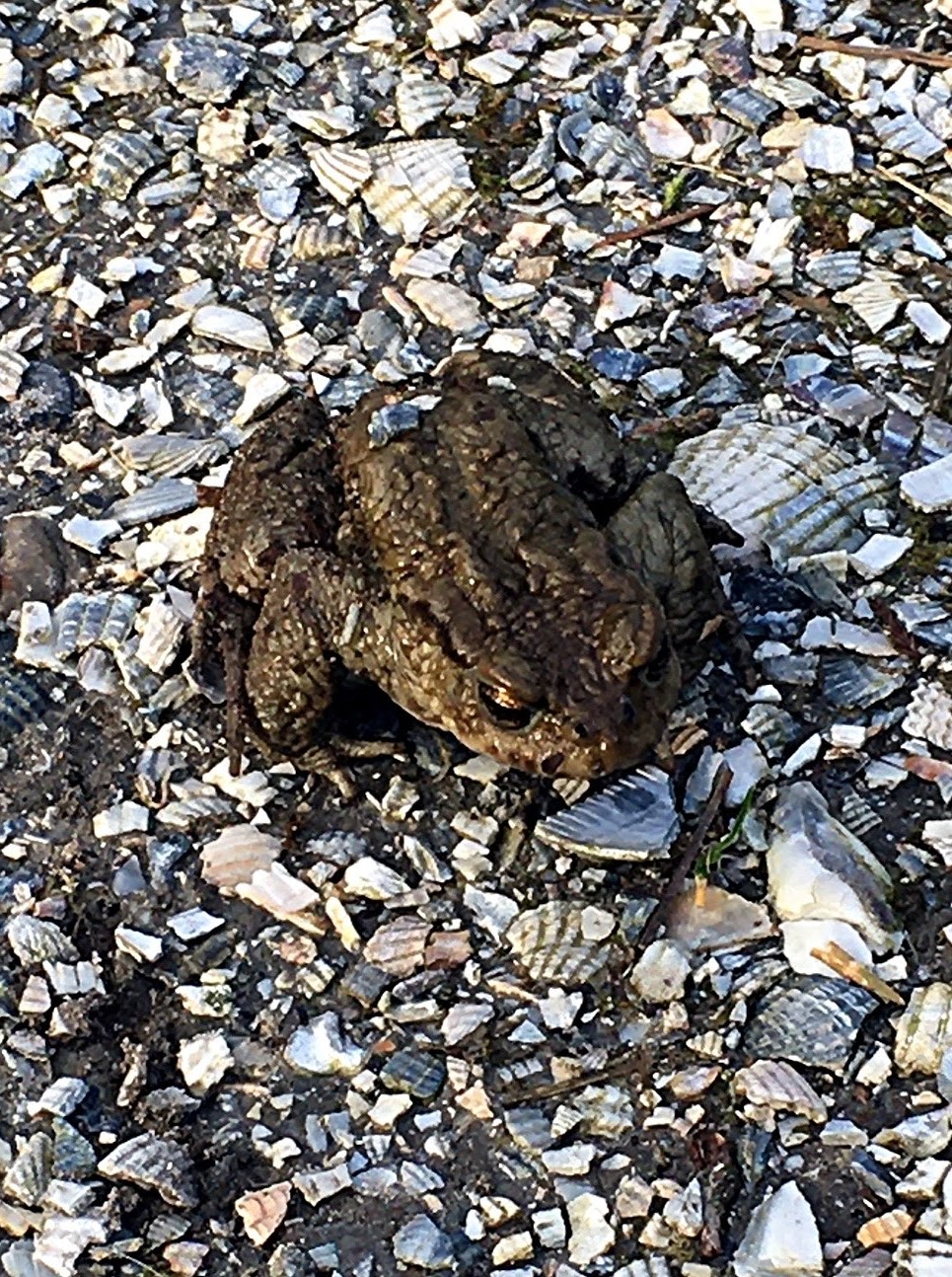 IVN-Bijentuin: Een pad op het pad