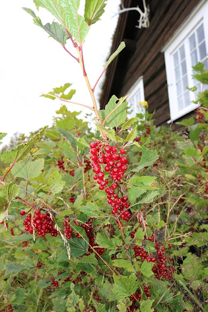 Fru Halds hage: Hage på 1000 meter over havet