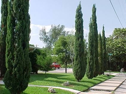20 Sementes de Cipreste Italiano Cupressus Sempervirens