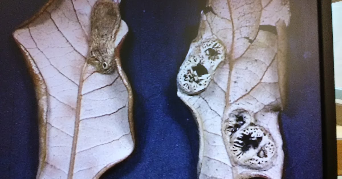 (* THE-ARC *): Oak Leaf damage = Oak Gall Wasp egg cases?