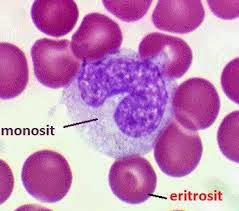 Apakah Monosit itu ? | Pengetahuanku Duniaku