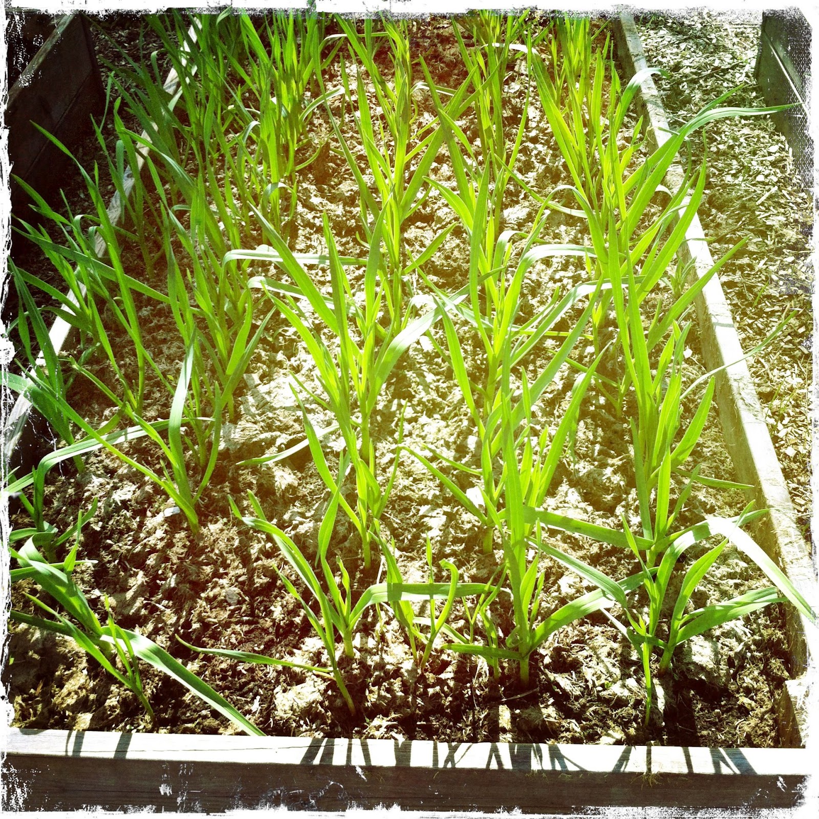 luomulifestyle: Valkosipuli