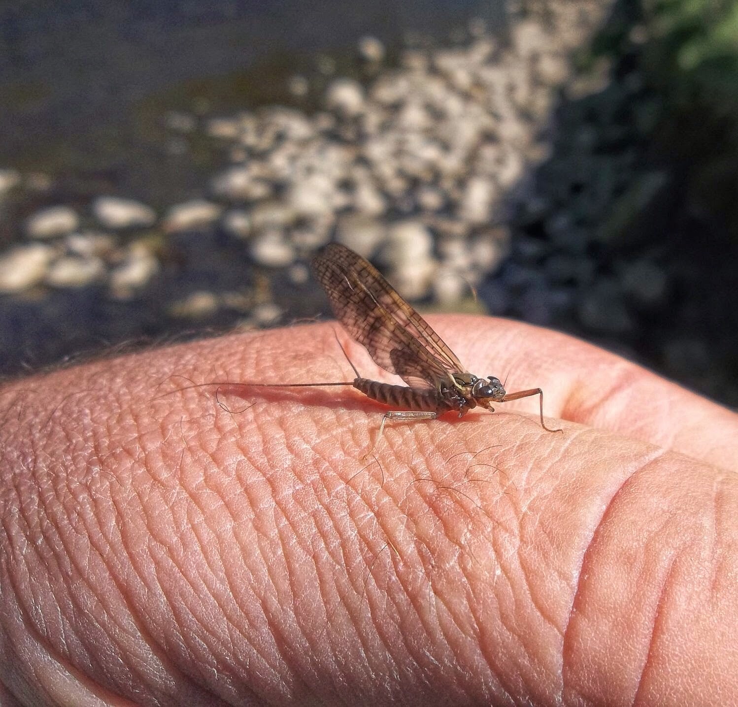 The Flee, Float & Foto: Catch the Hatch