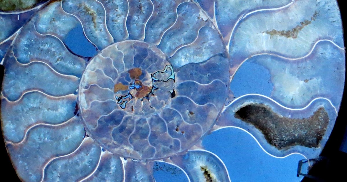 FOSSIL HUNTRESS: FARALLON PLATE