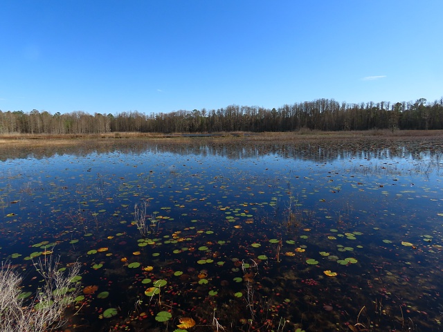 " Welcome to Lavender Dreams ": Sharing the beauty of Johnson Pond!