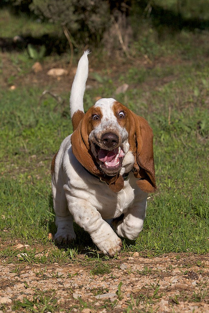 Mary's Be a GoodDog Blog: Sweetest Bassett Hounds -- Airborne