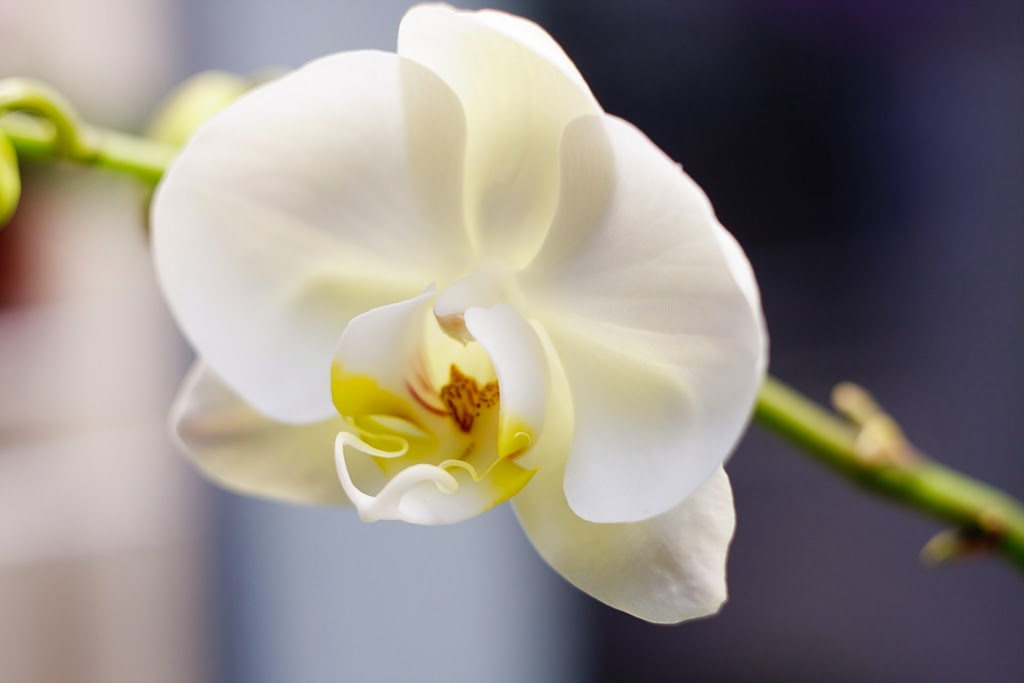 Lome orhideepäevik: Suur valge alustab...