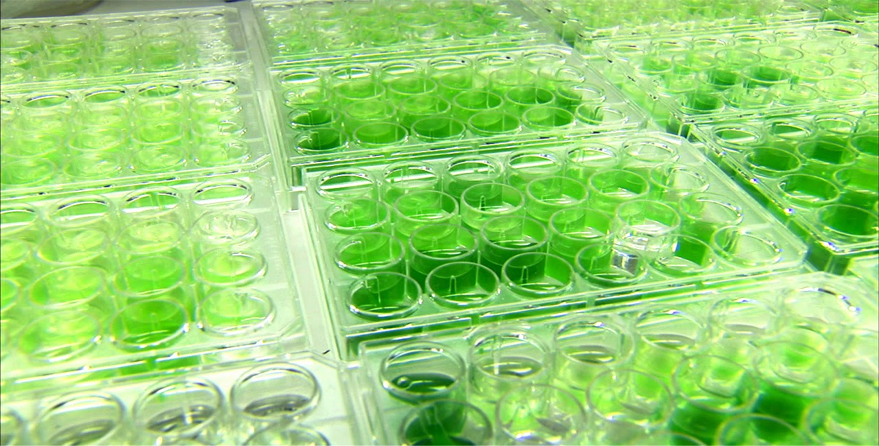 Oceanography : Marine Algae used for Biofuels