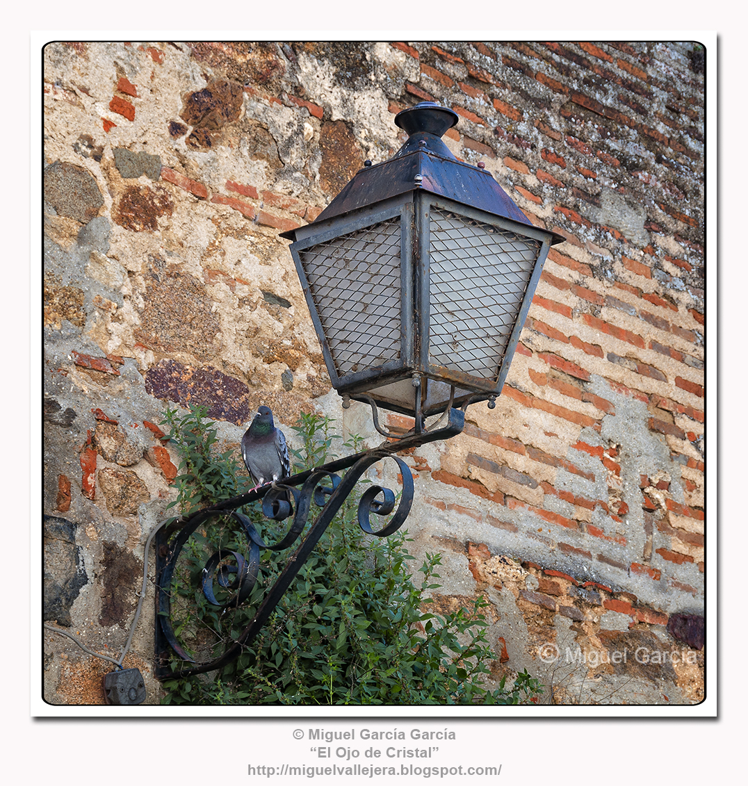La paloma y el farol. | El ojo de cristal. Fotografía Amateur.