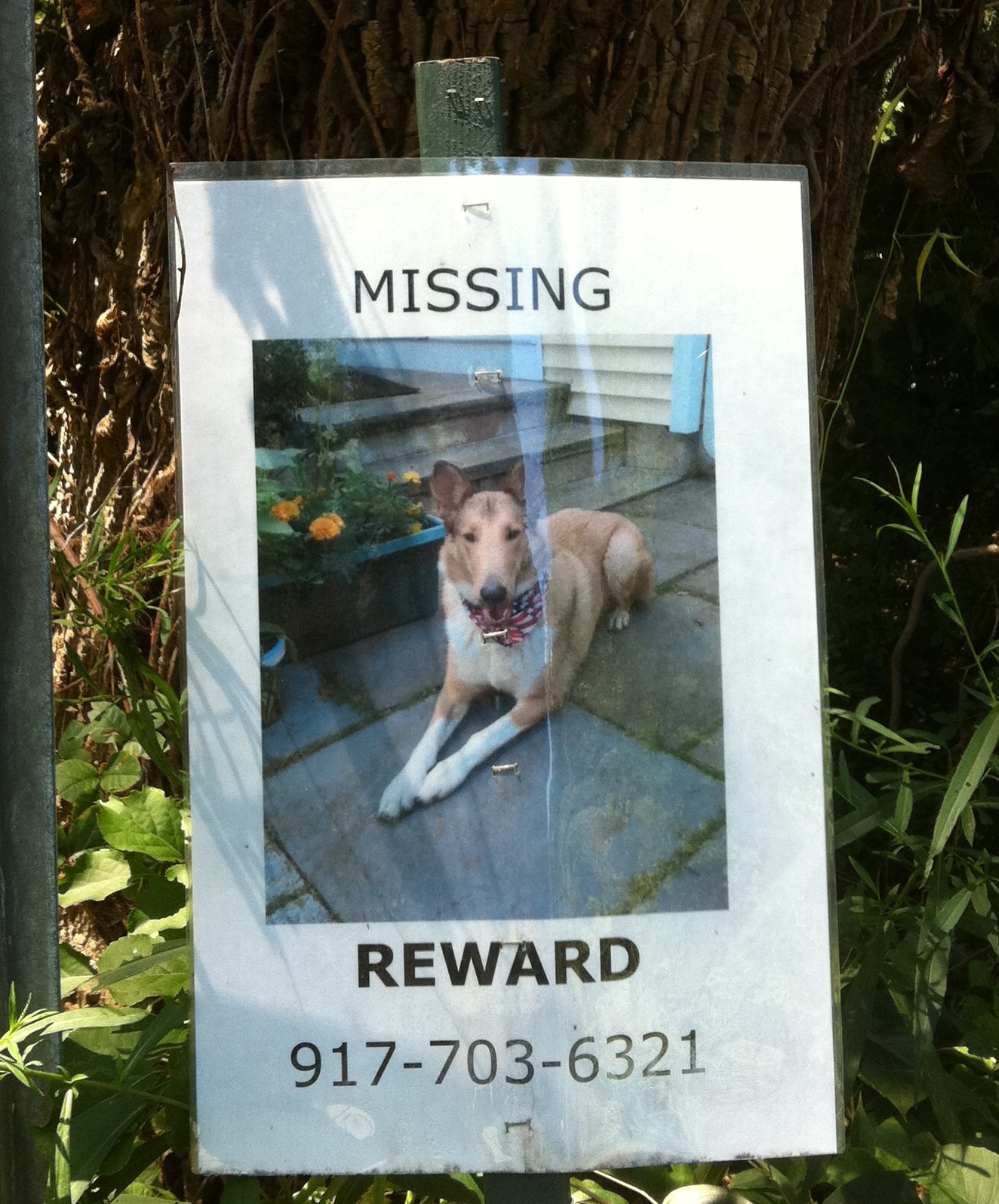 Tech-media-tainment: The mystery of the lost pets