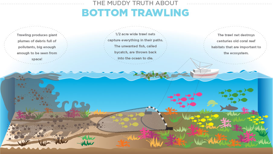 Coral Reef Restoration: Unsustainable Fishing Methods
