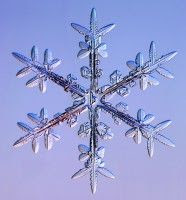 Heraldry of Life: ART with REAL SNOWFLAKES
