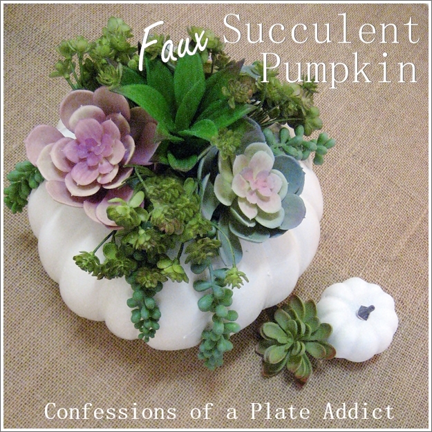CONFESSIONS OF A PLATE ADDICT: Falling for Succulents