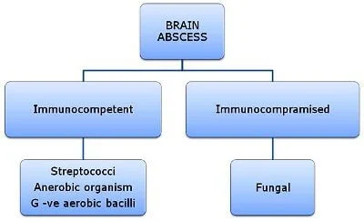 Brain abscess in Children - Pathogenesis, diagnosis and management ...